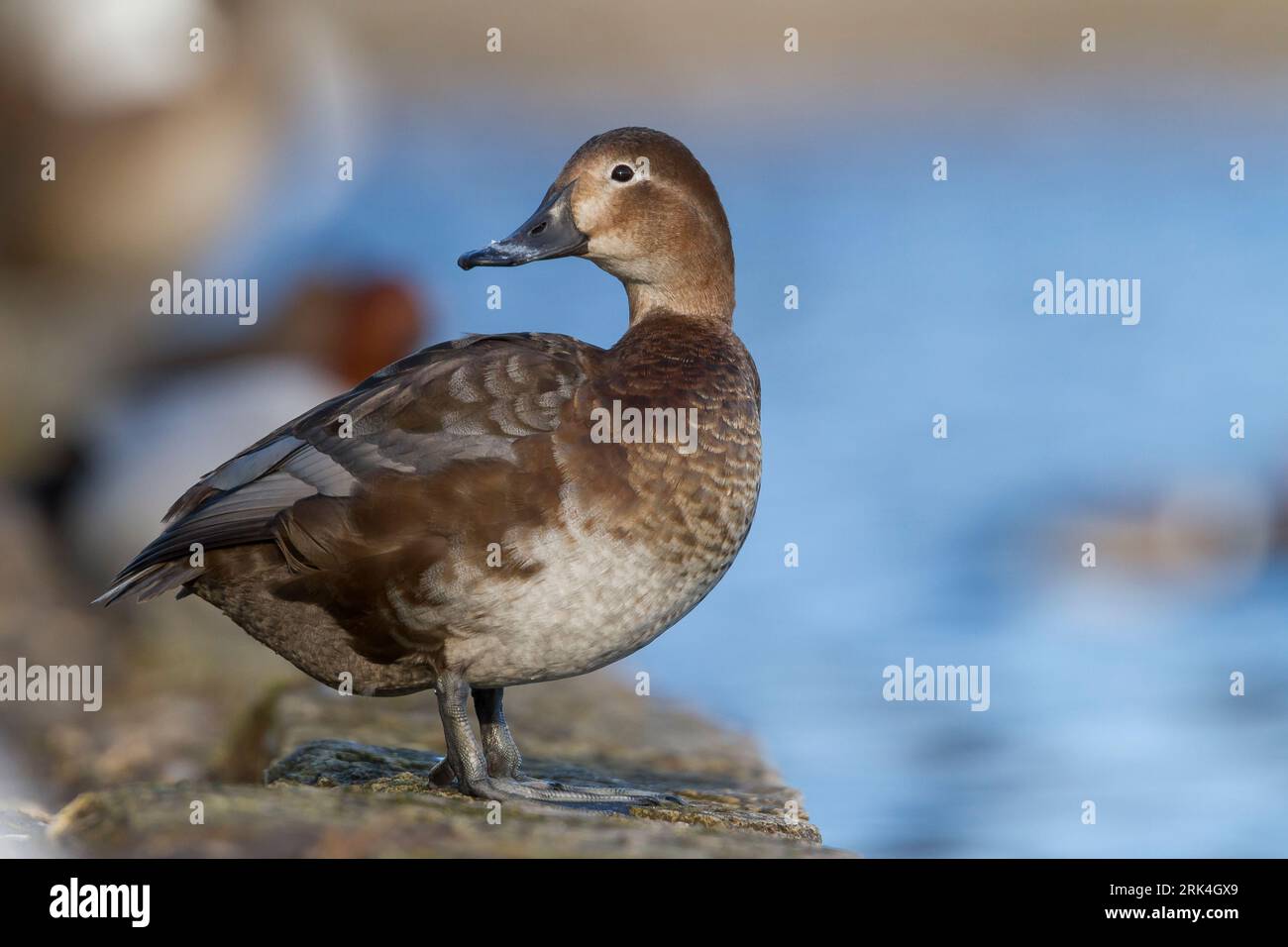 Common Pochard - Tafelente - Aythya ferina, Germany, adult female Stock ...