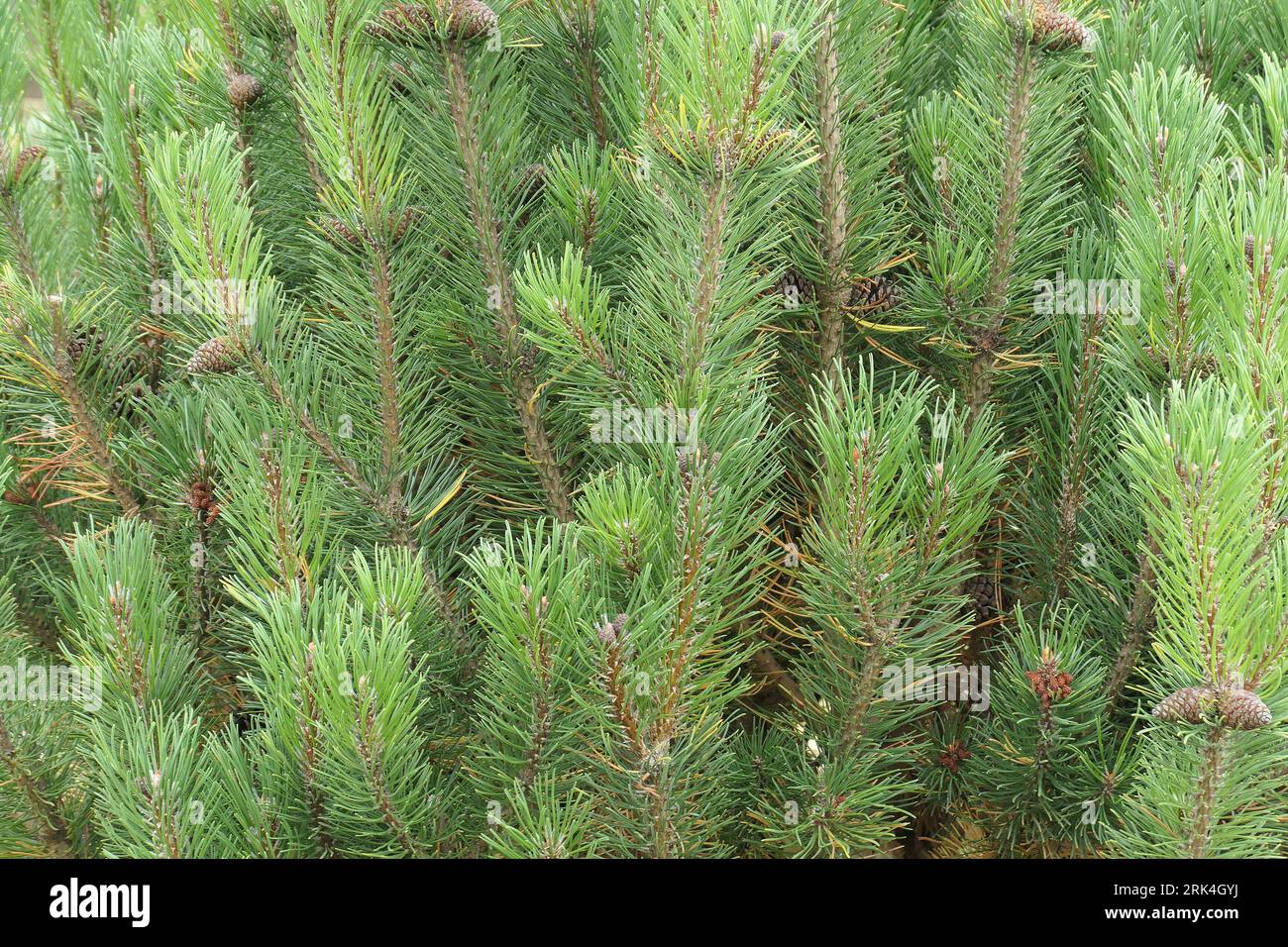 Closeup of the dwarf growing evergreen perennial pine tree pinus mugo ...