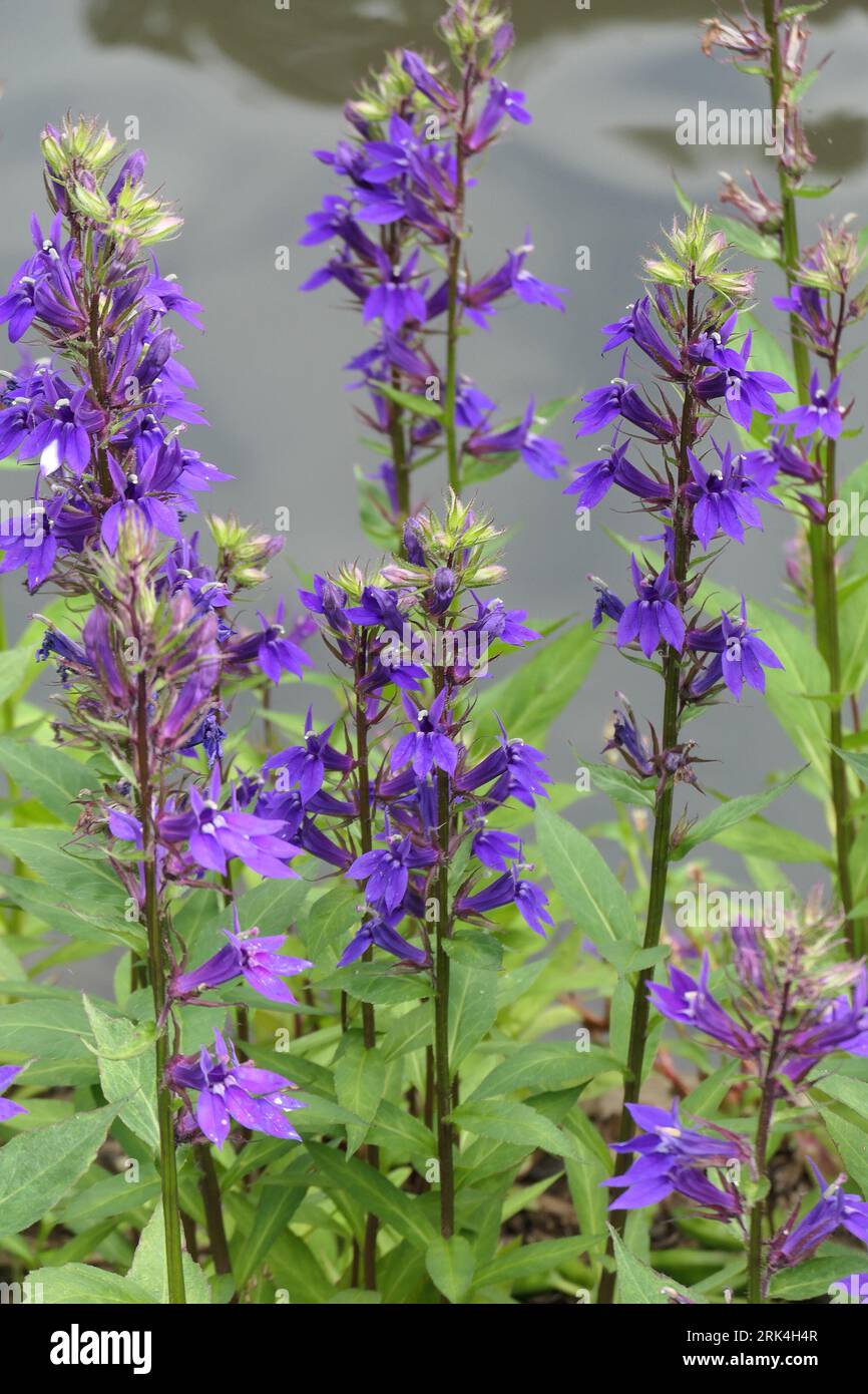 Closeup of the violet-flowers of the moist soil loving late summer ...