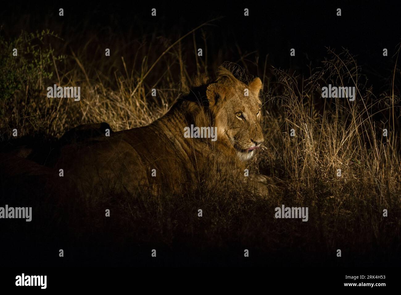 A young male lion, Panthera leo, resting at night. Mala Mala Game ...