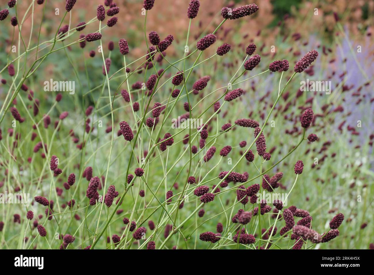Closeup of the maroon-red flowers of the clump forming perennial garden ...
