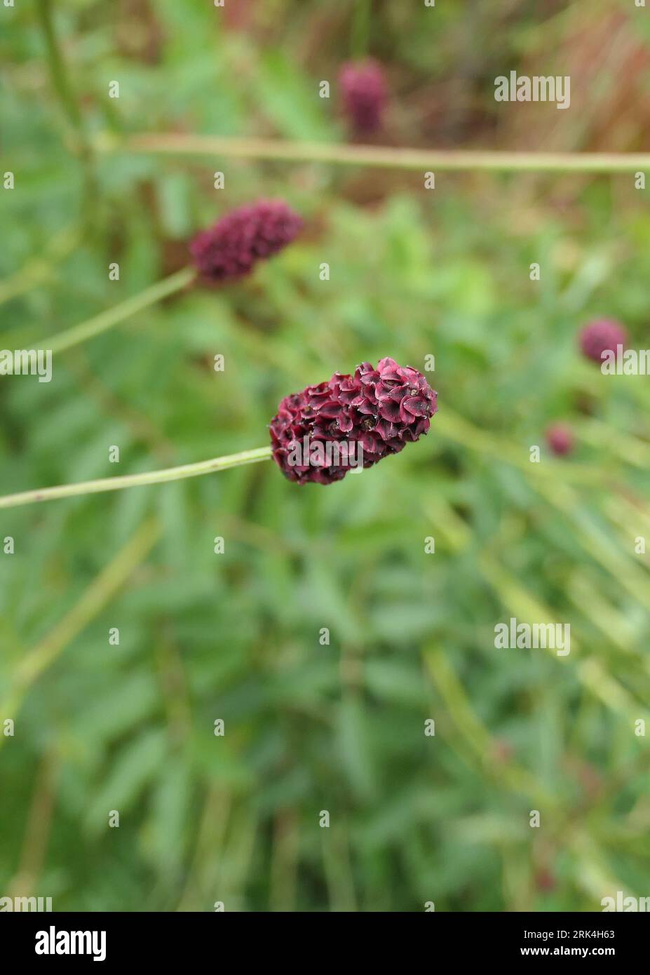 Closeup of the maroon-red flowers of the clump forming perennial garden ...