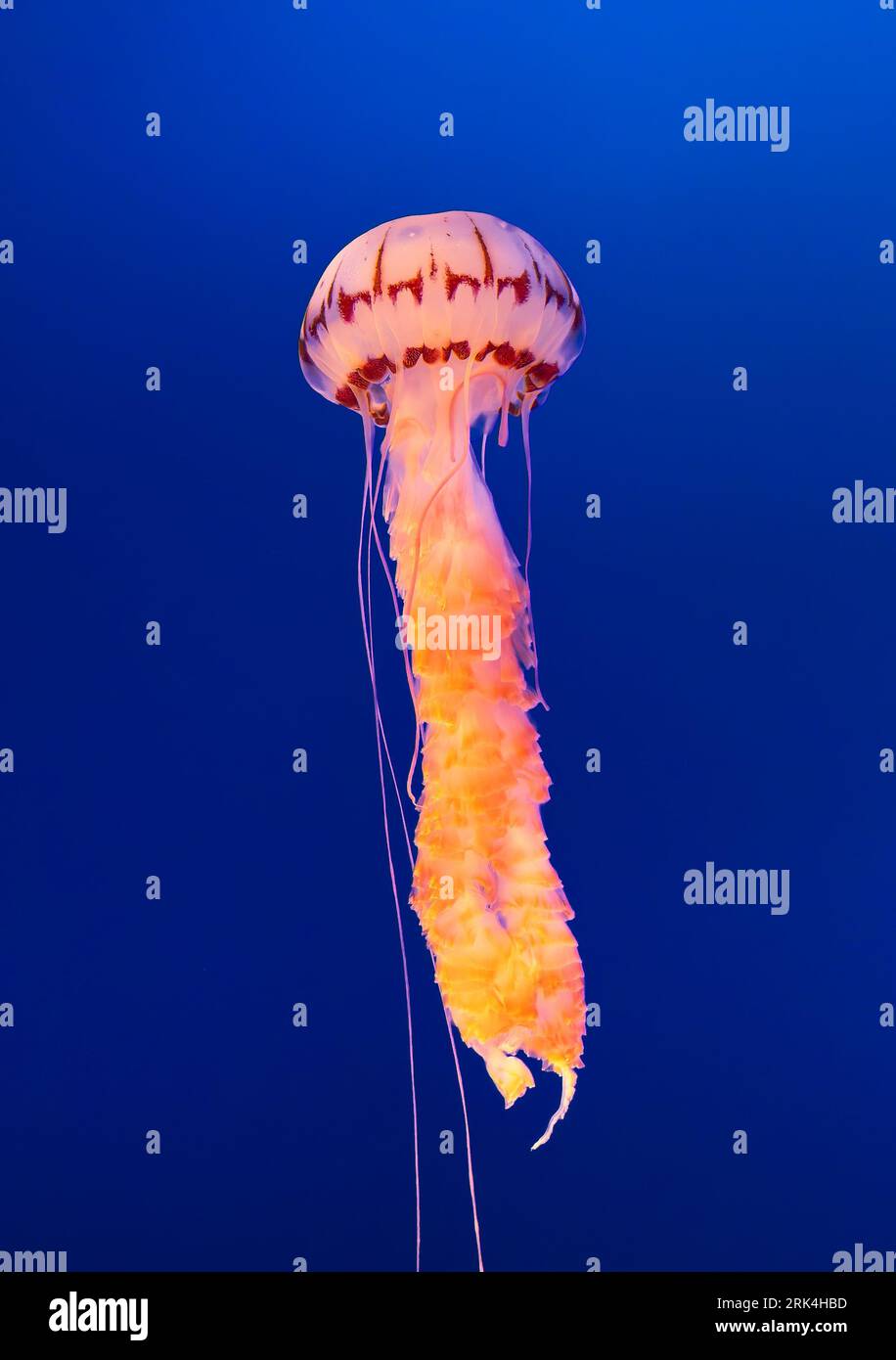 Beautiful Glowing Jellyfish