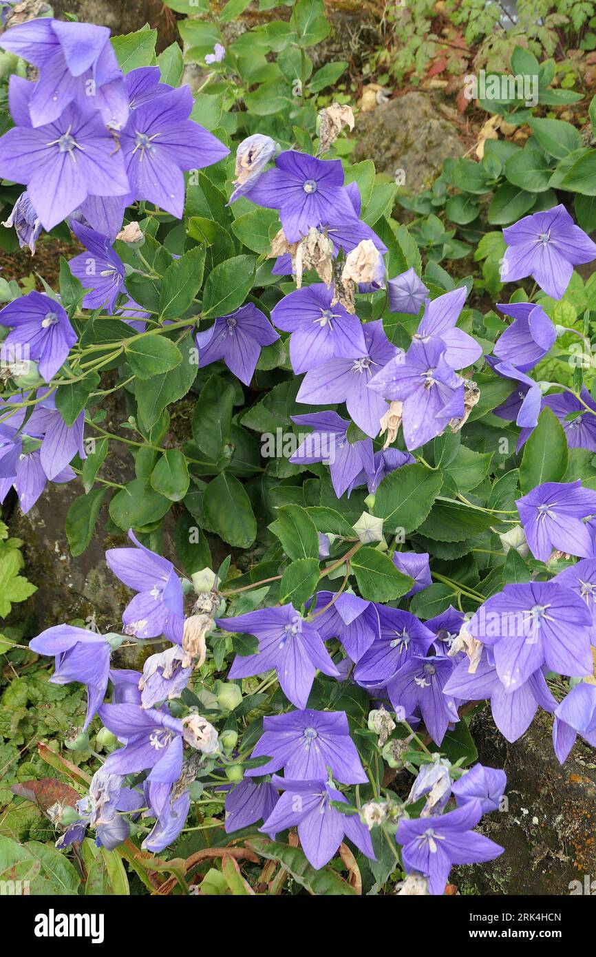 Closeup of violet-blue bell-shaped flowers of the moist soil loving ...