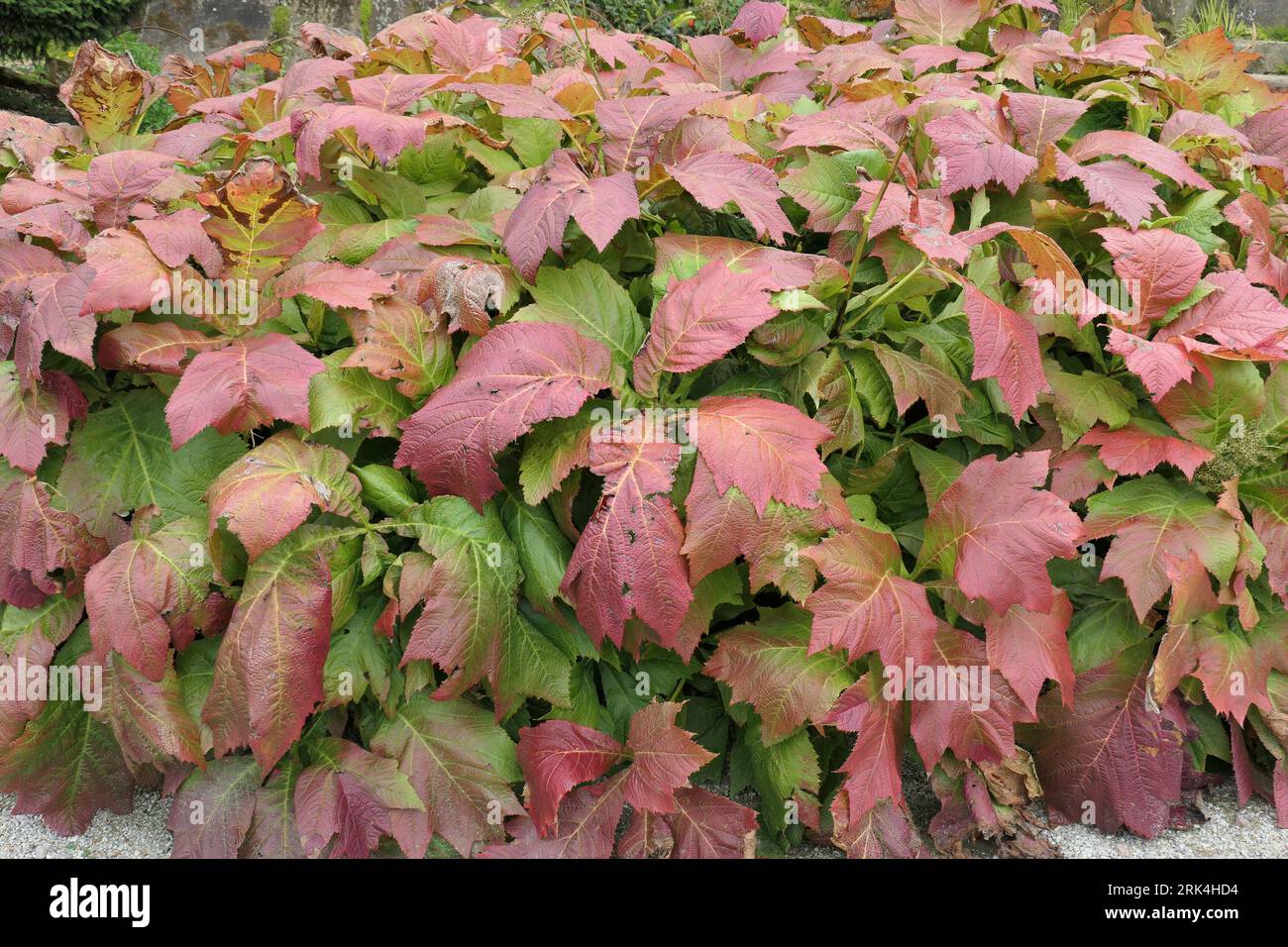 Closeup of the large exotic bronze-red green variegated leaves of the ...