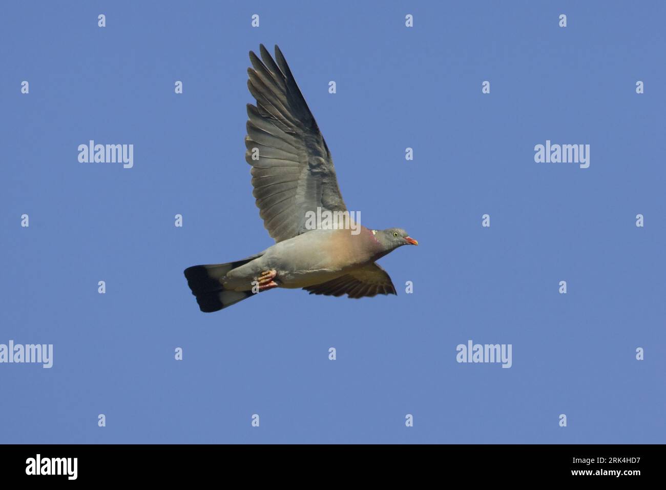 Houtduif in vlucht Italie; Common Wood Pigeon in flight Italy Stock ...
