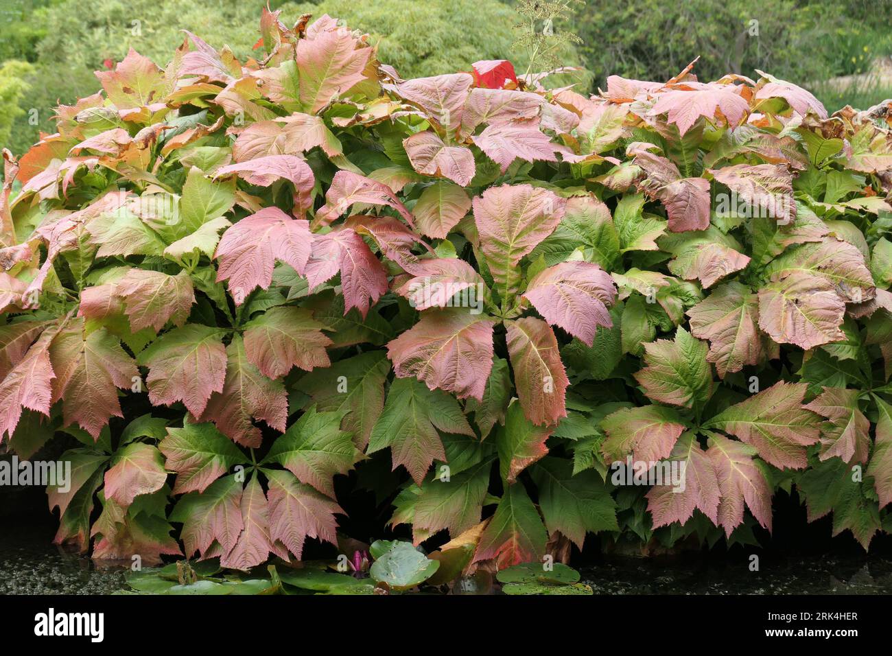 Rodgersia podophylla rotlaub hi-res stock photography and images - Alamy