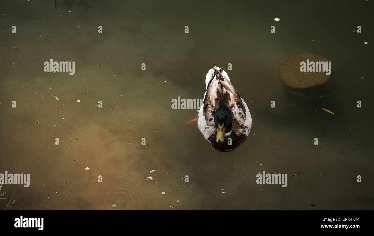An overhead view of a duck swimming in a river Stock Photo - Alamy