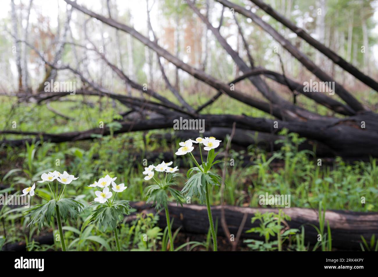 White flowers in clearning in Birch forest, Russia (Irkutsk Stock Photo ...