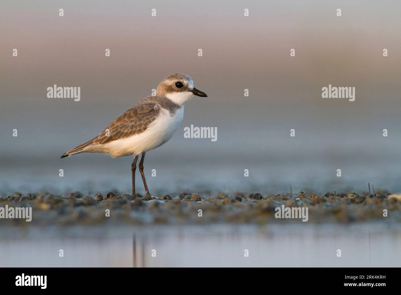 Lesser Sand Plover - Mongolenregenpfeifer - Charadrius mongolus, Oman ...