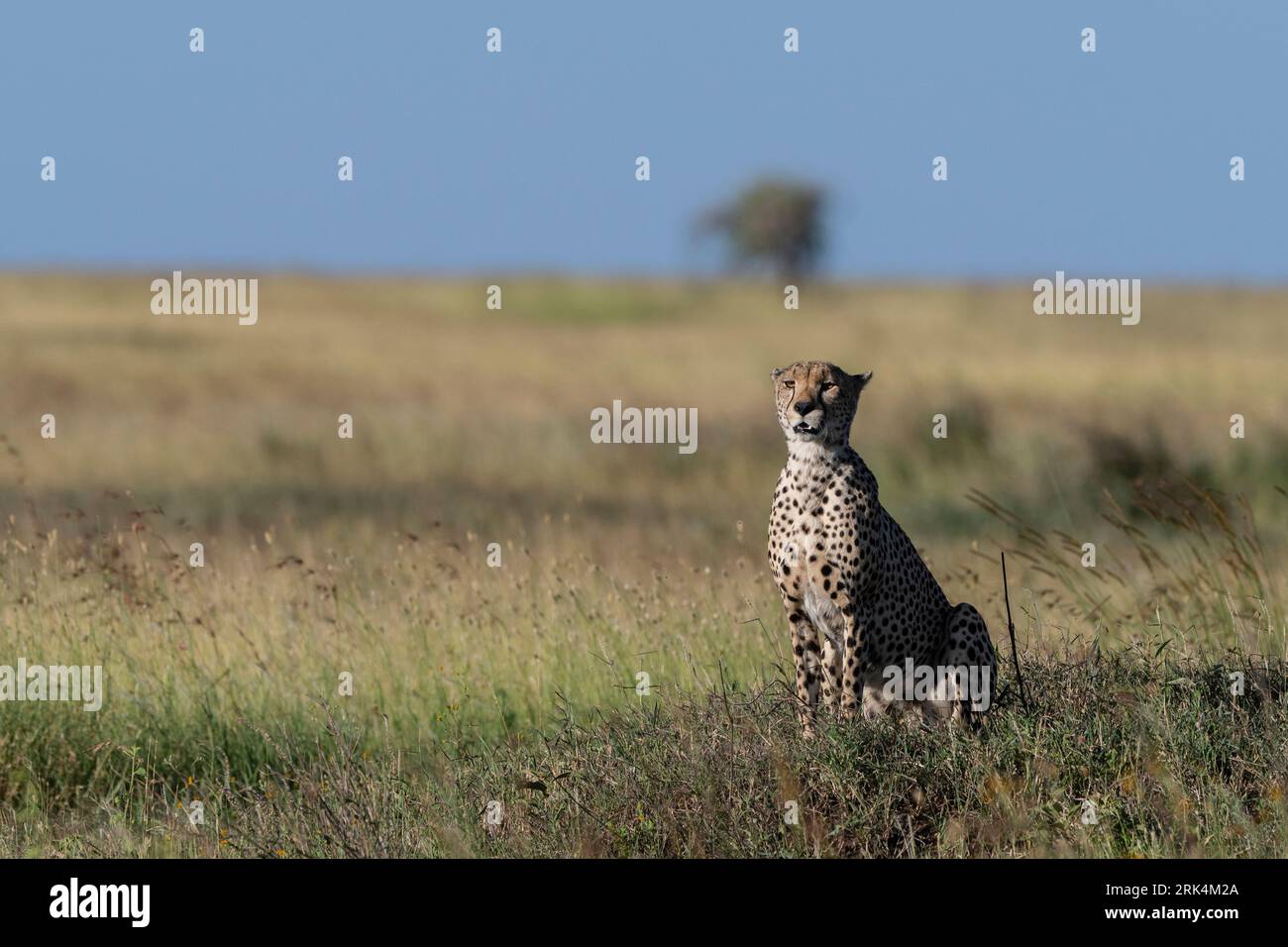 A cheetah, Acynonix jubatus, sitting and surveying the savannah ...