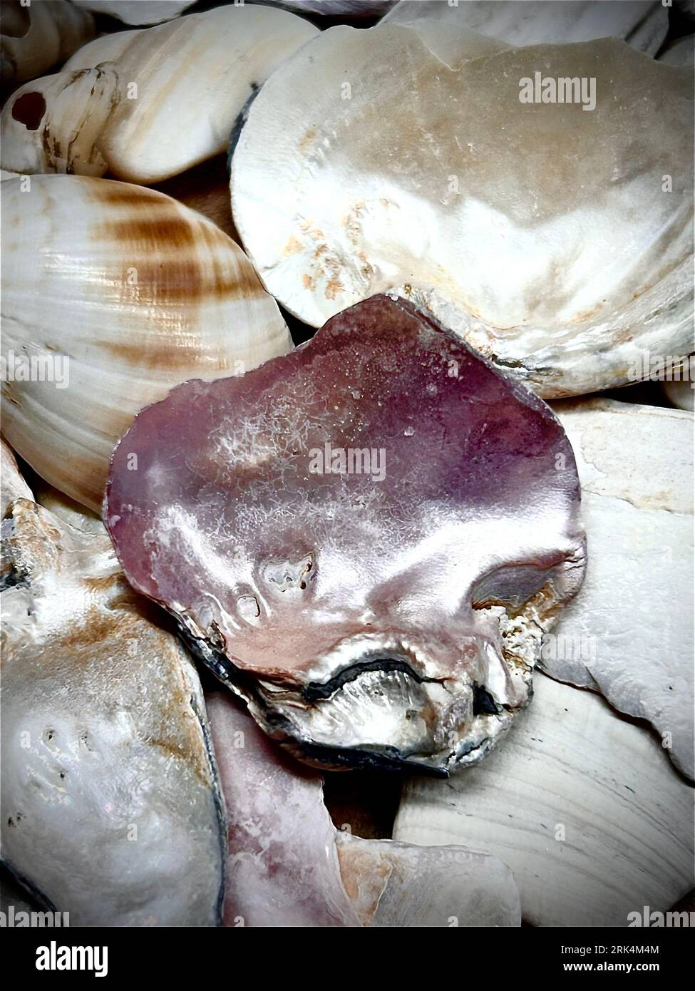A close-up shot of several different colored seashells arranged in a ...