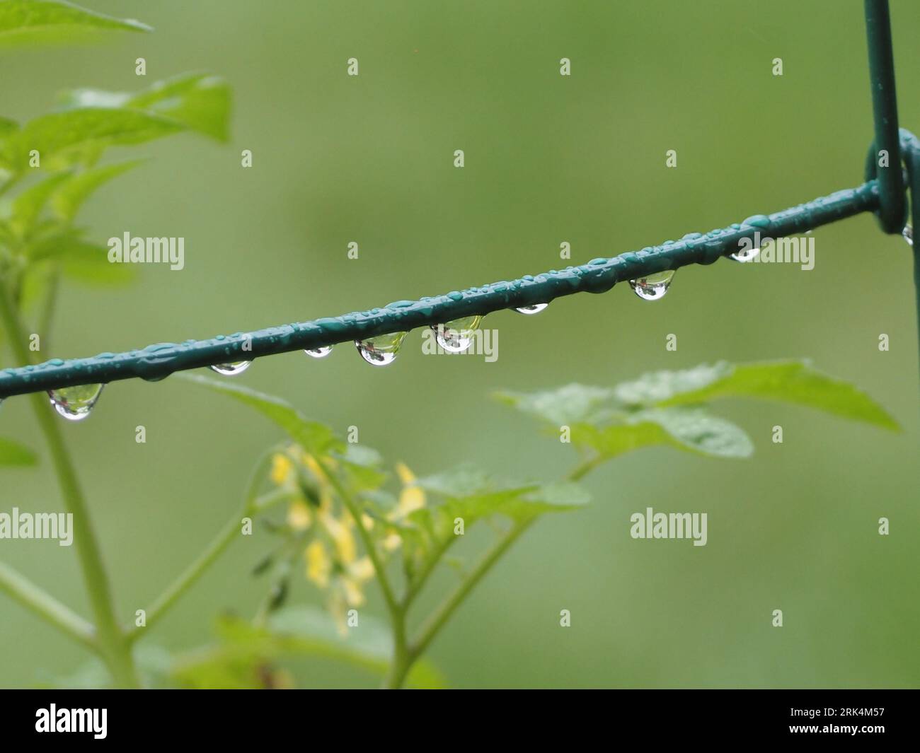 A close-up image of a wire with shimmering green droplets of water ...