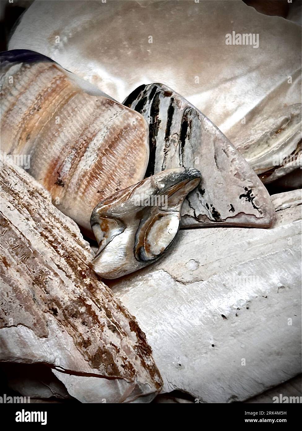 A close-up shot of several different colored seashells arranged in a ...