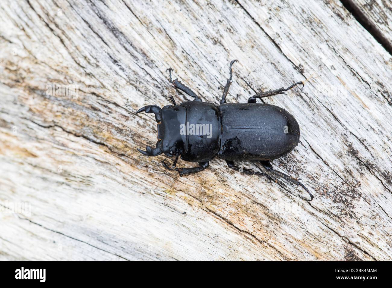 Lesser stag beetle, Klein vliegend hert, Dorcus parallelipipedus Stock ...