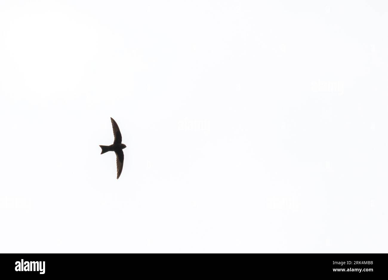 Black Swift (Cypseloides niger) in flight over the island Dominica in ...
