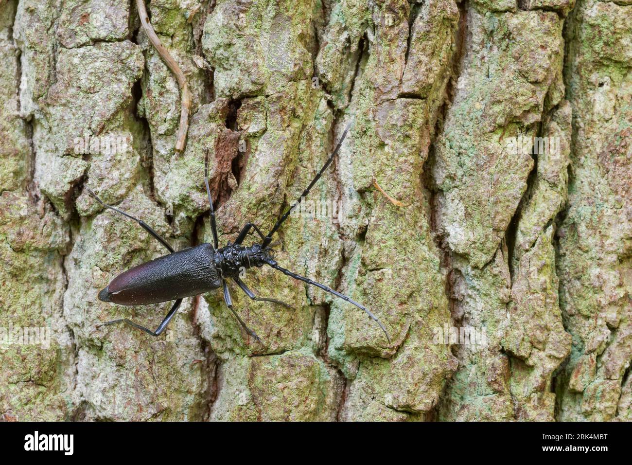 Grootste kever van europa hi-res stock photography and images - Alamy