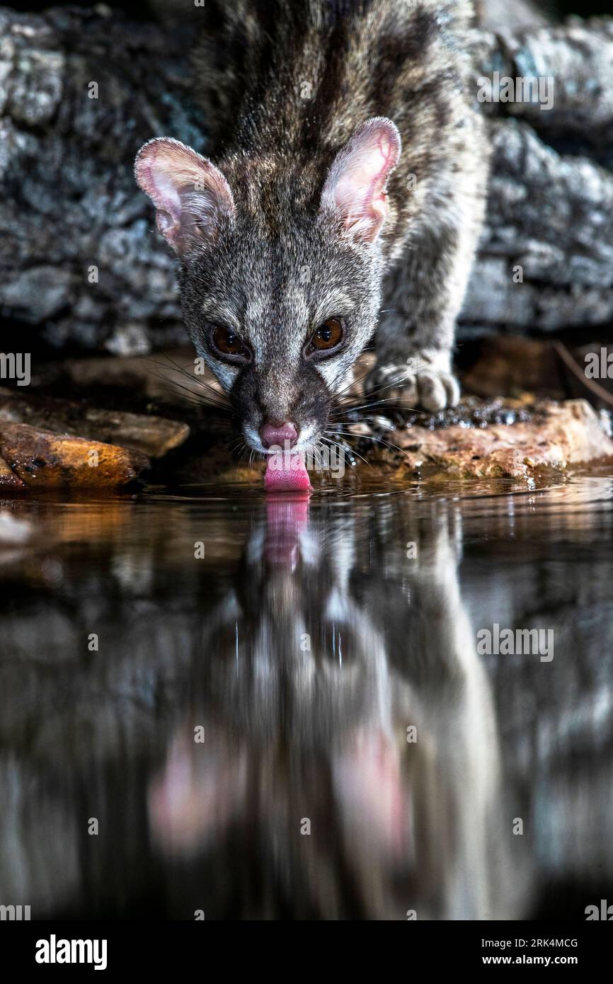 Common Genet (Genetta genetta) in Spain Stock Photo - Alamy