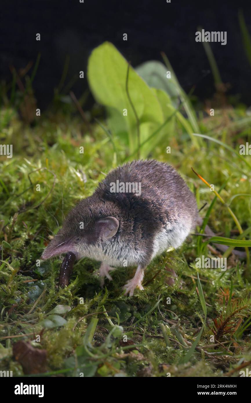 Bicolored shrew crocidura leucodon hi-res stock photography and images ...