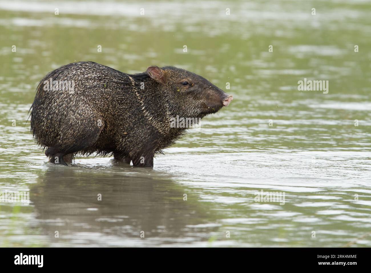 Birds of Peru Stock Photo - Alamy