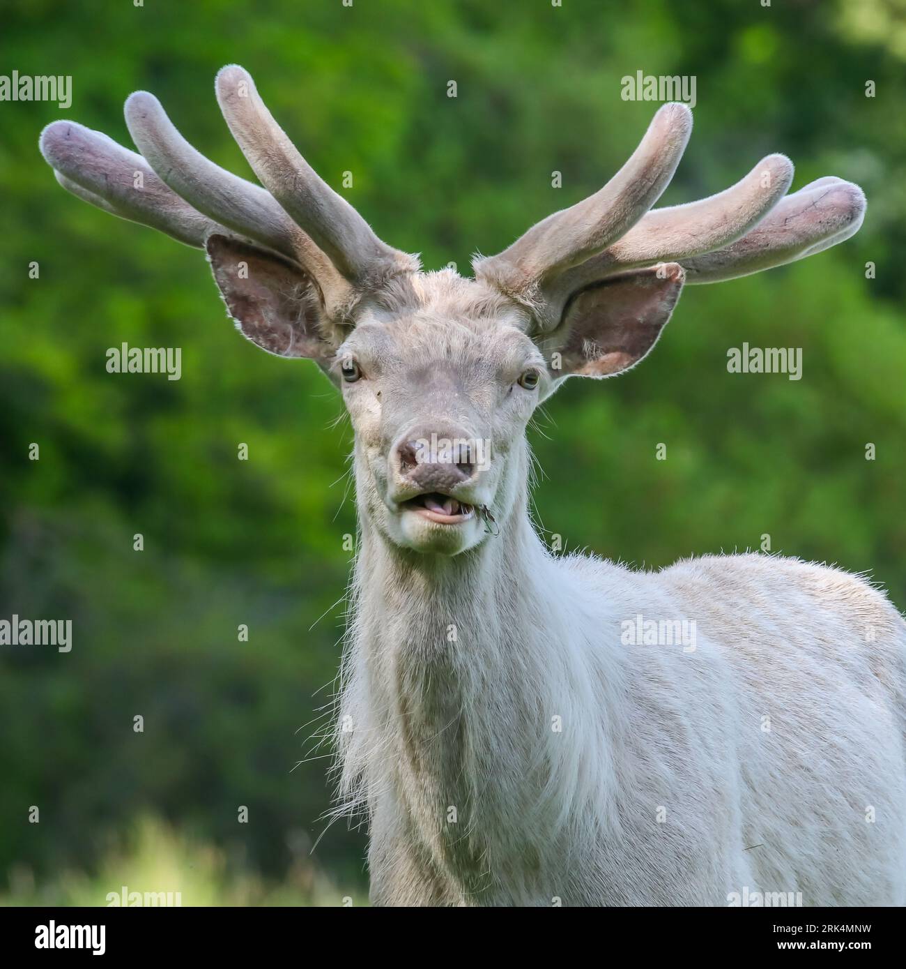 A majestic stag in a lush meadow, standing proudly with its impressive ...