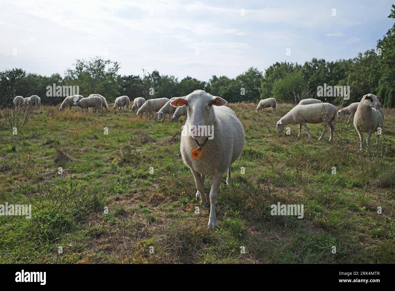 A sheep driven by curiosity to meet a photographer. The rest of the ...