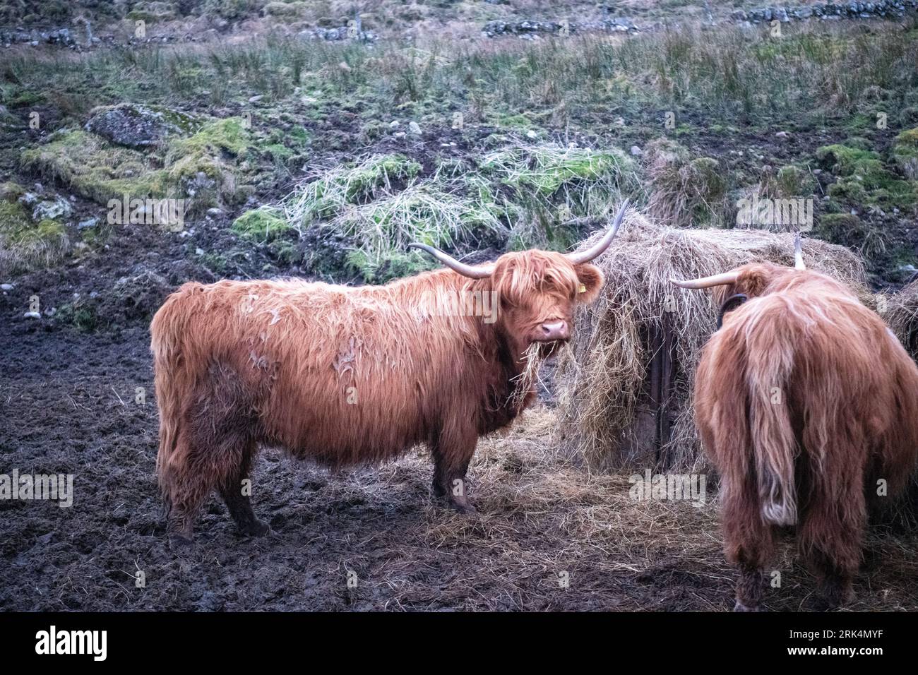 Big hoorns hi-res stock photography and images - Alamy