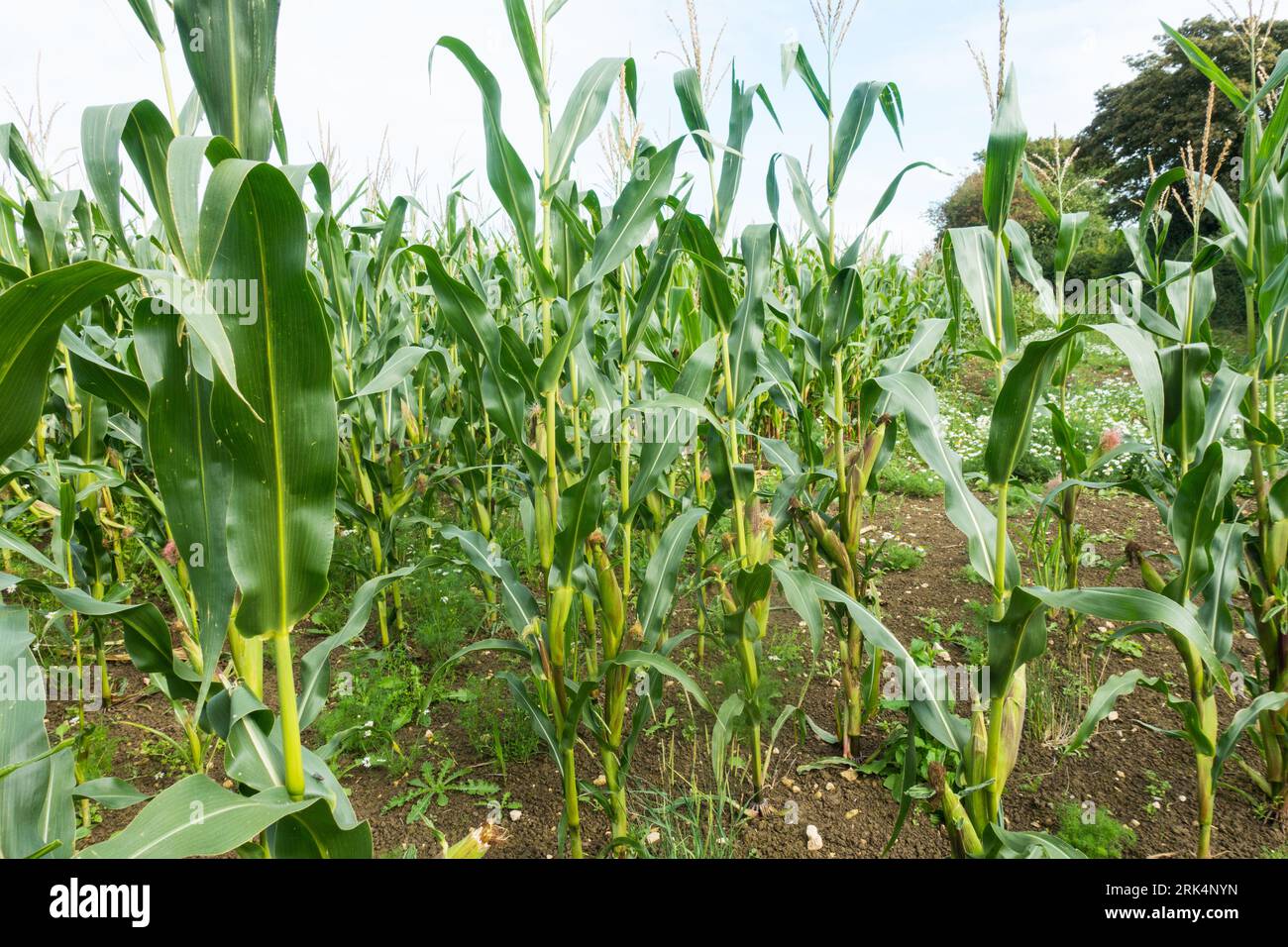 Maize being grown in Somerset, England, UK Stock Photo - Alamy