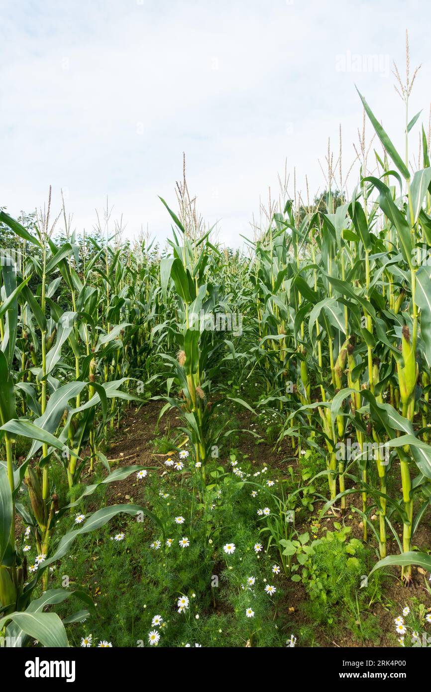 Maize being grown in Somerset, England, UK Stock Photo - Alamy