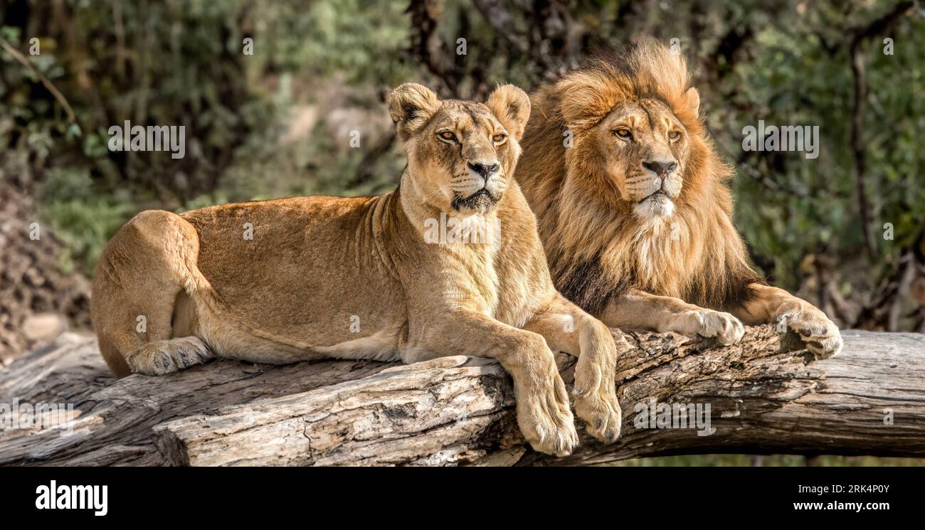 The two majestic lions lounging on a tree branch in a peaceful setting ...