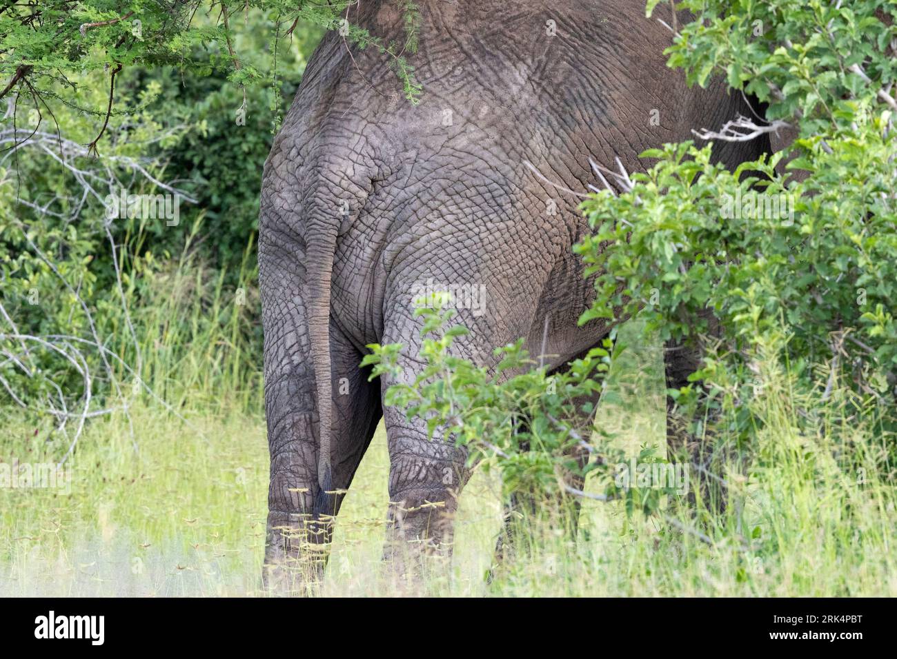 When walking in wildlife areas it is vital to be alert and ready for unexpected encounters. An ...