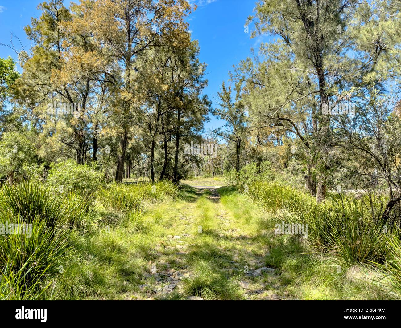 A scenic view of a grassy forest landscape with sparse trees in ...