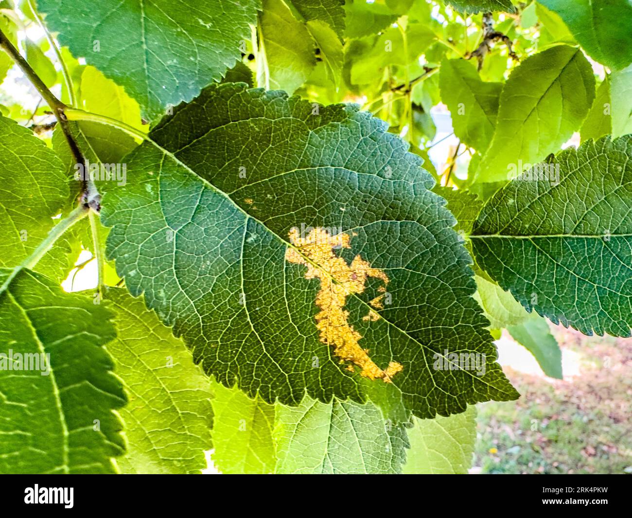 Paulownia tree hi-res stock photography and images - Alamy