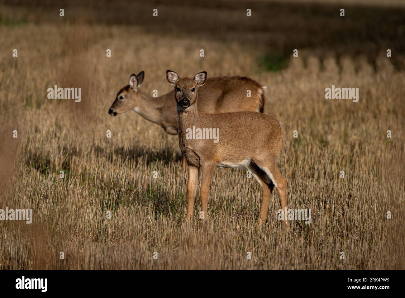 The majestic whitetail deer in a sunlit field in Finland Stock Photo ...
