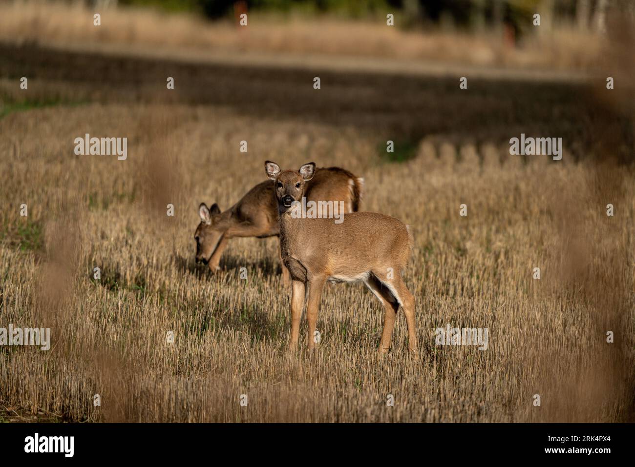 The majestic whitetail deer in a sunlit field in Finland Stock Photo ...