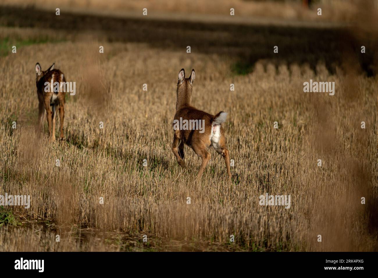 The majestic whitetail deer in a sunlit field in Finland Stock Photo ...