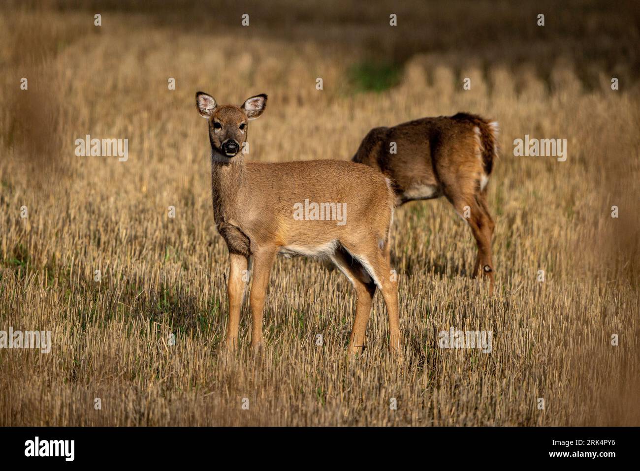 The majestic whitetail deer in a sunlit field in Finland Stock Photo ...