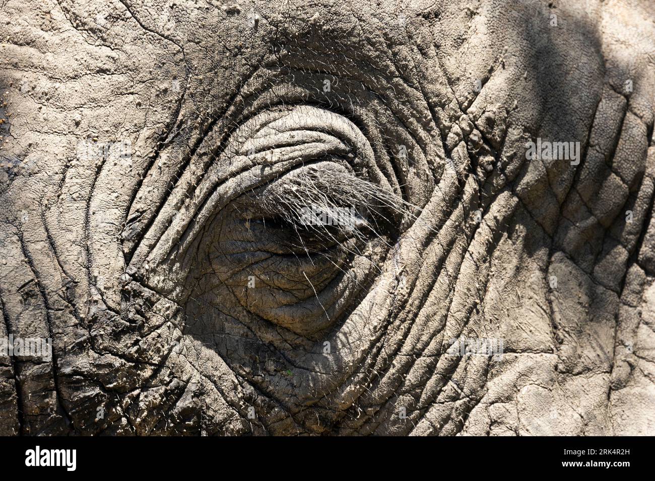 The elephant's body is covered in short wiry bristles, but the ...