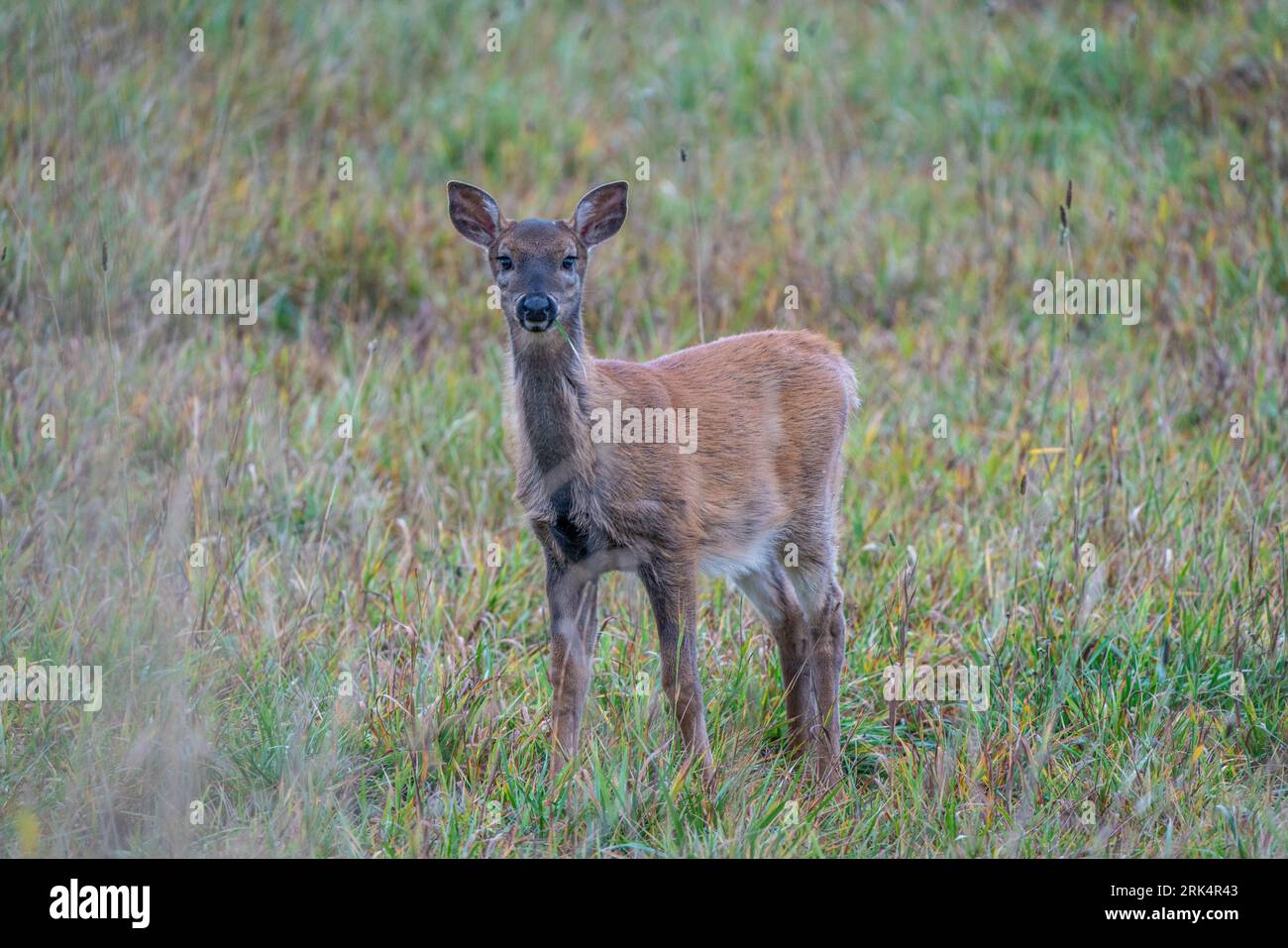 The majestic whitetail deer in a sunlit field in Finland Stock Photo ...