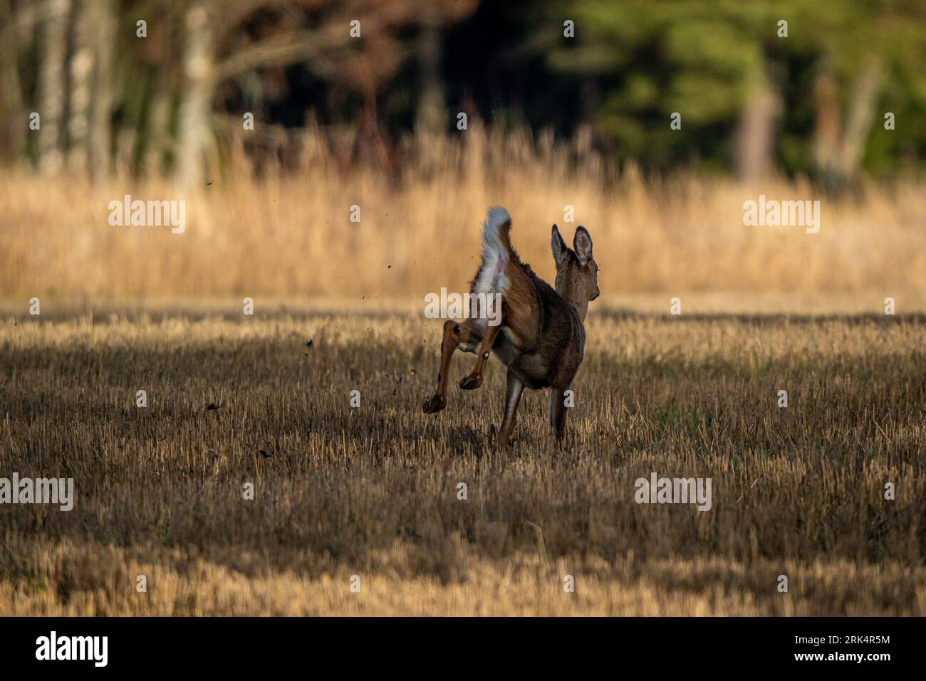 The majestic whitetail deer in a sunlit field in Finland Stock Photo ...