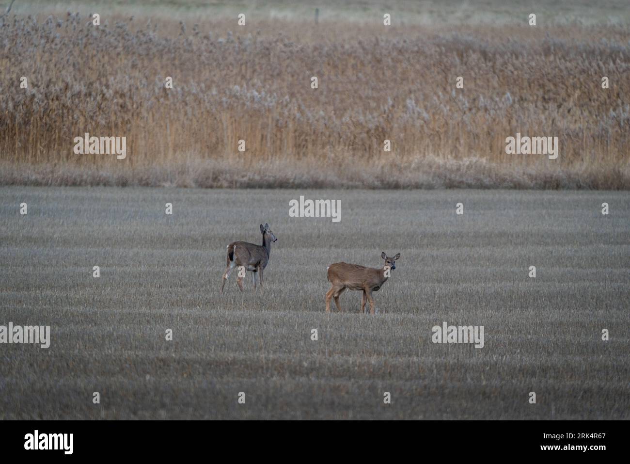 The majestic whitetail deer in a sunlit field in Finland Stock Photo ...