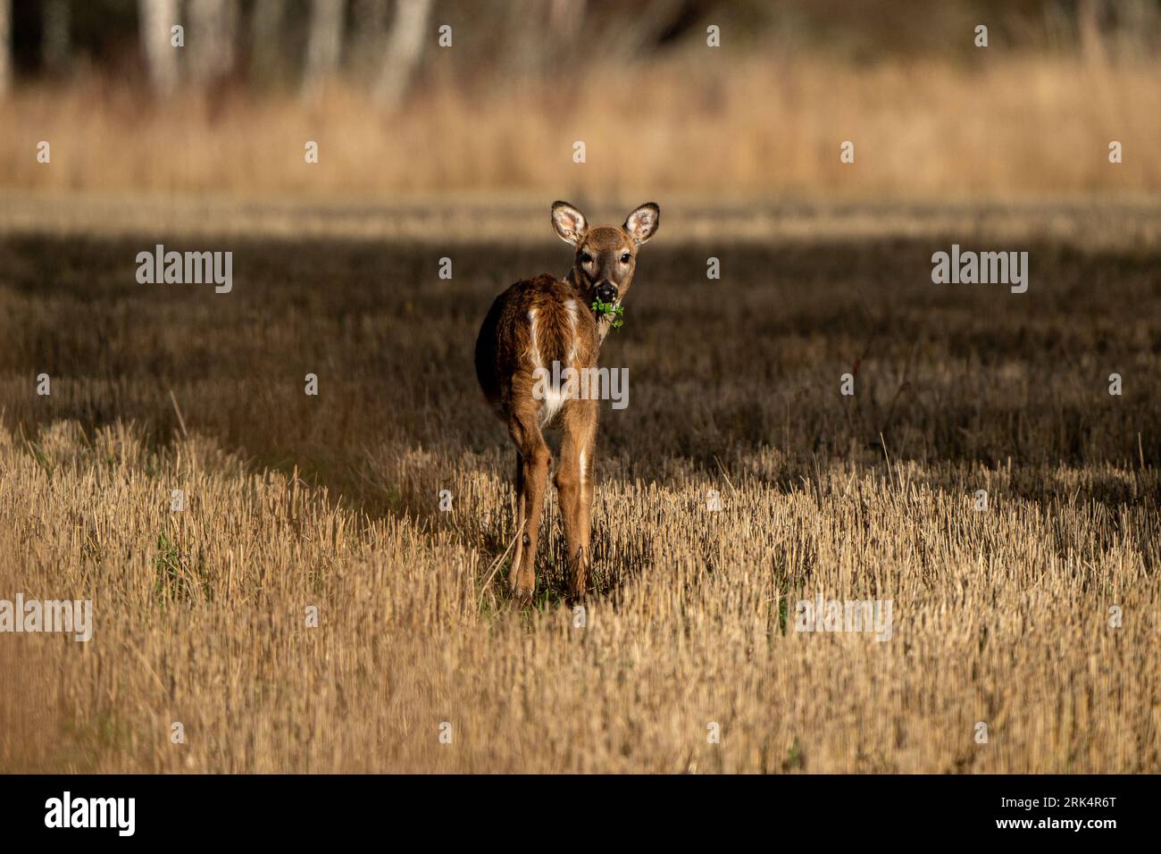 The majestic whitetail deer in a sunlit field in Finland Stock Photo ...