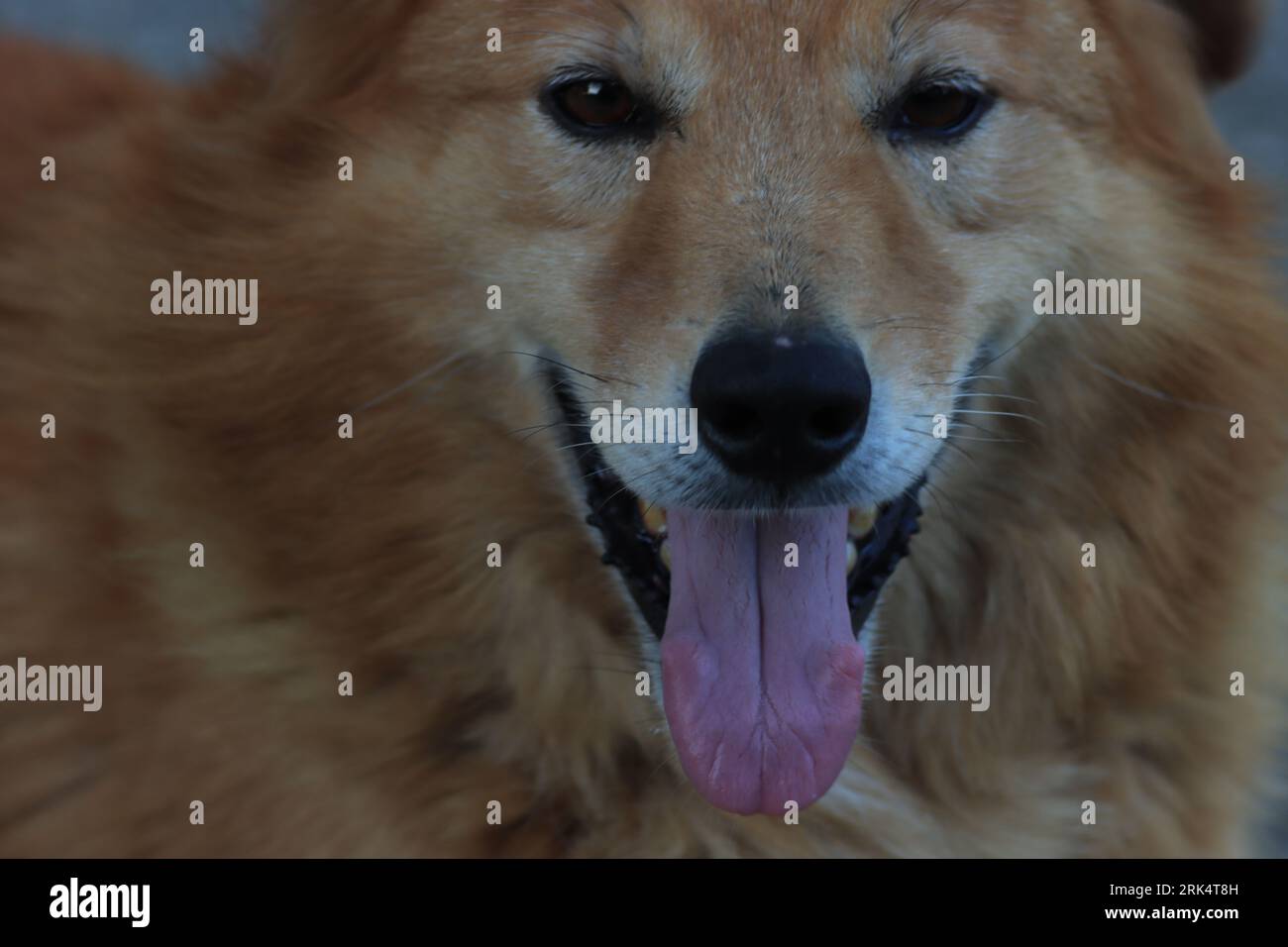 Perro guardian relajado Stock Photo - Alamy