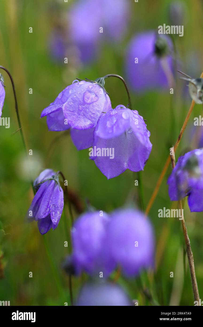Close up image of a Harebells with Dew droplets, County Durham, England ...