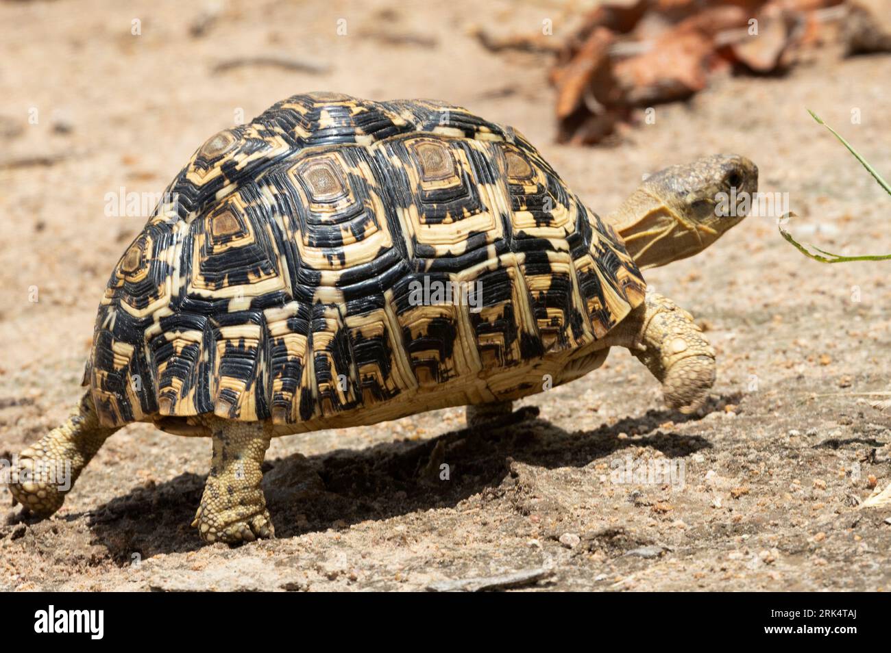 A Leopard Tortoise walks along in the arid savanna in Ruaha National ...