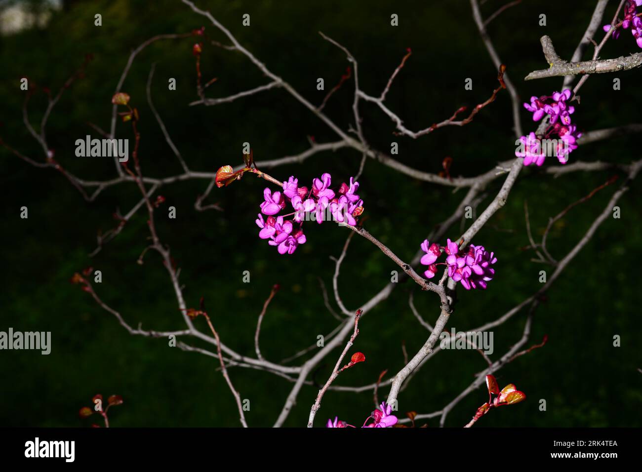 Beautiful Spring . Blooming cercis. First flowering trees Stock Photo ...