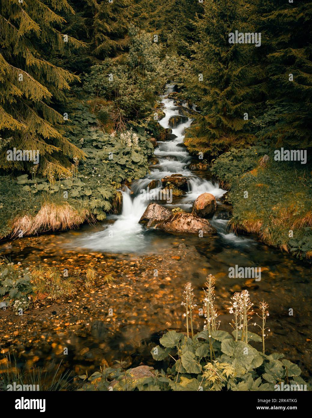 A stream meanders through a green forest with tall evergreen trees on a ...