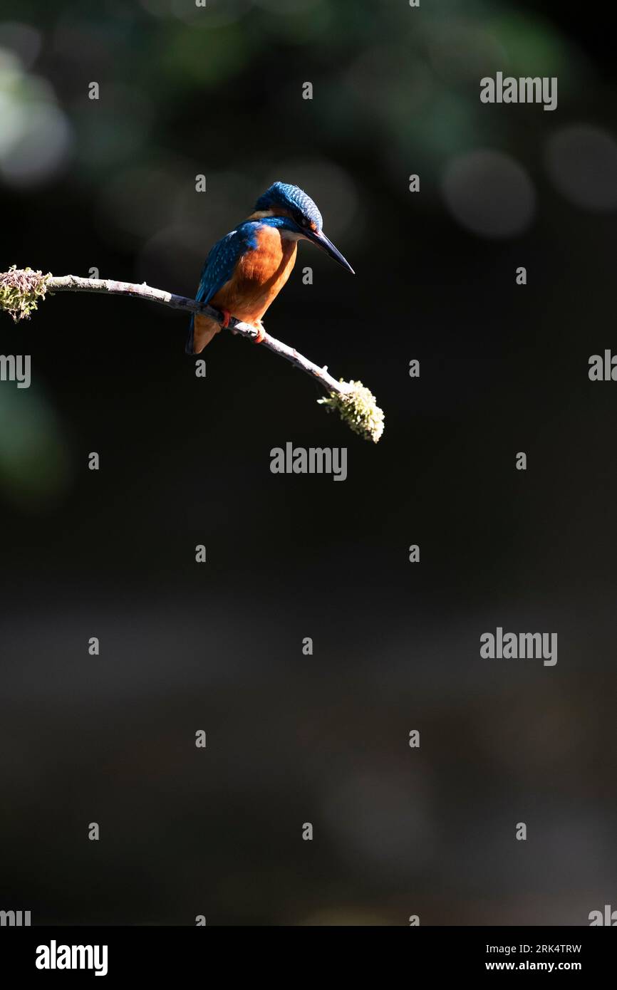 Kingfisher, a brightly colored bird Stock Photo - Alamy