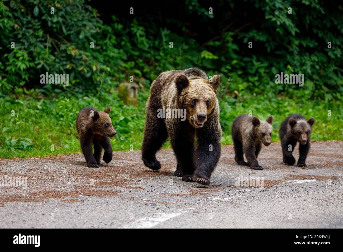European Brown Bear in the Carpathians of Romania Stock Photo - Alamy