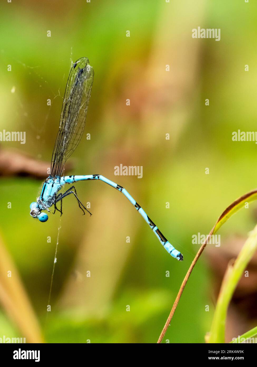 A male Common Blue Damselfly, Enallagma cyathigerum trapped in a spider ...